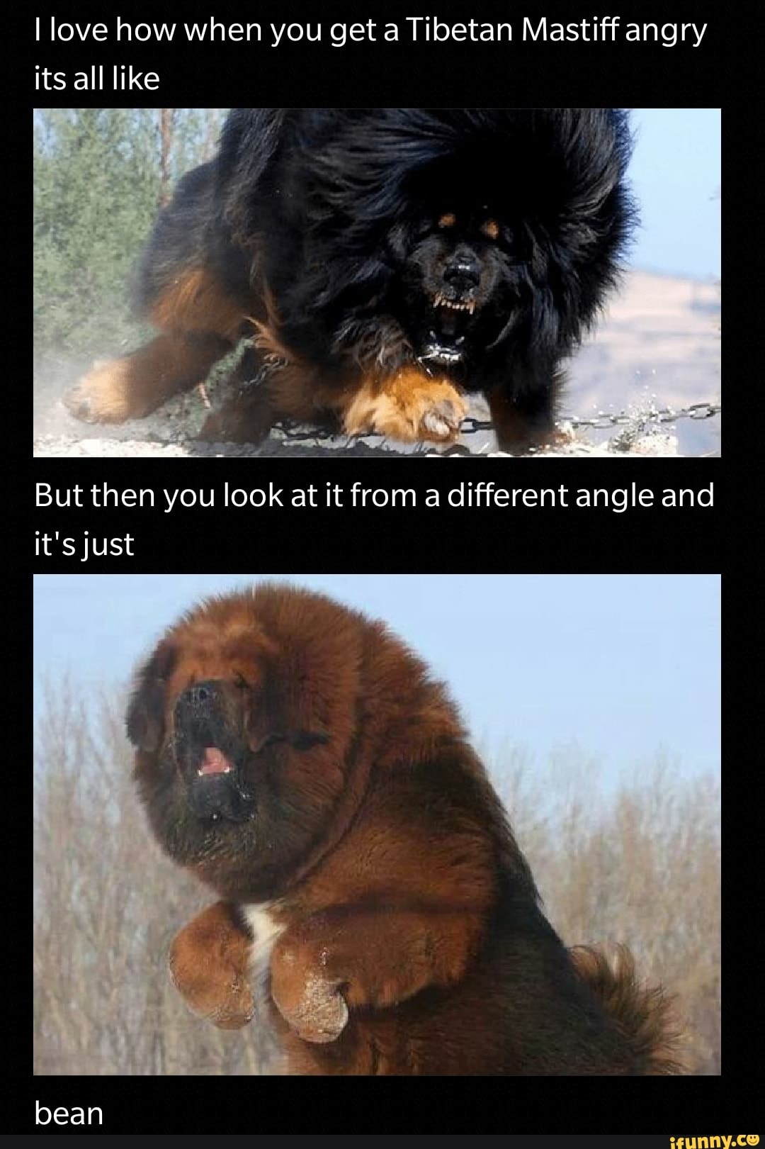 Angry Tibetan Mastiff Dog