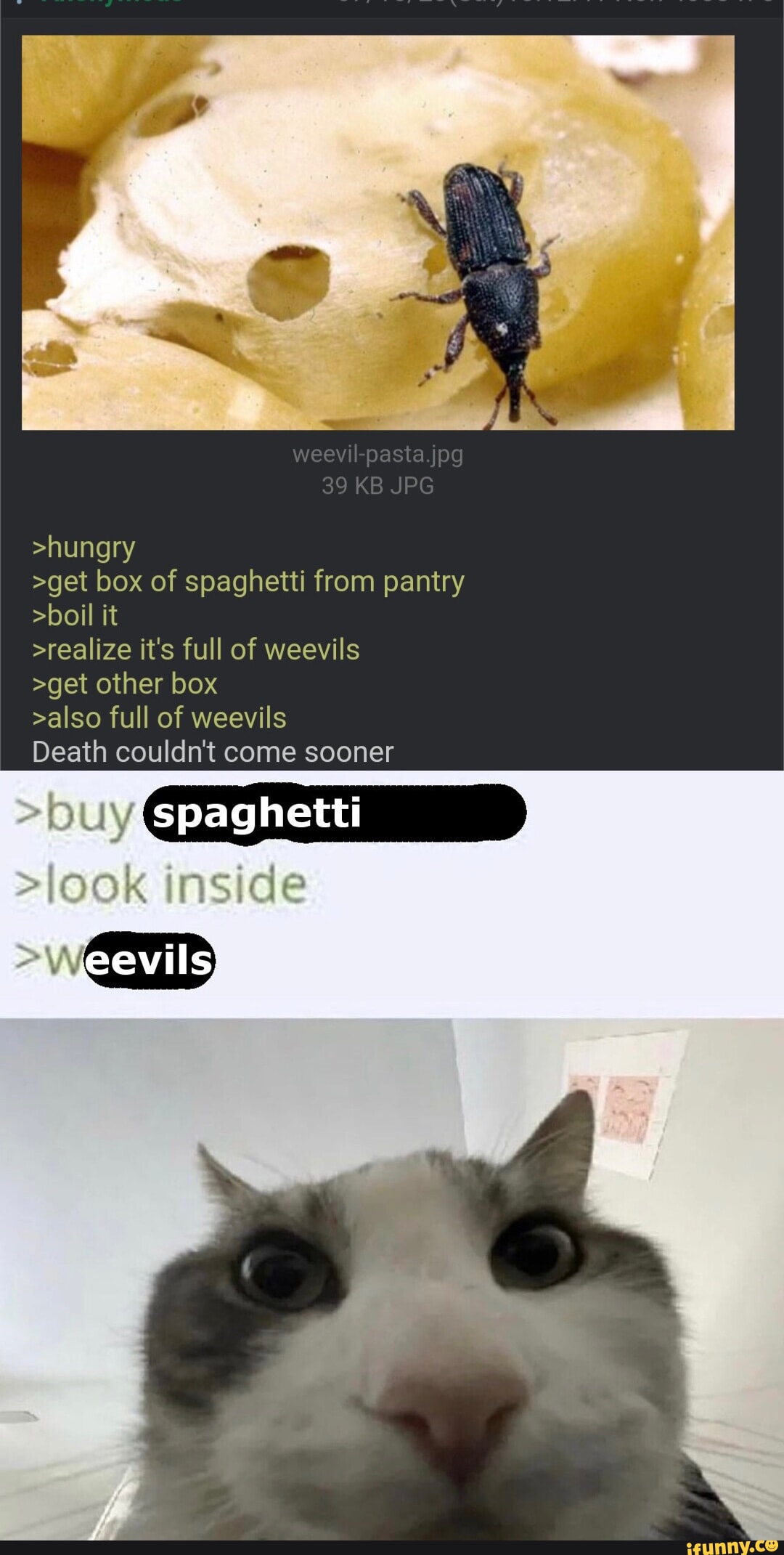 Weevil memes. Best Collection of funny Weevil pictures on iFunny