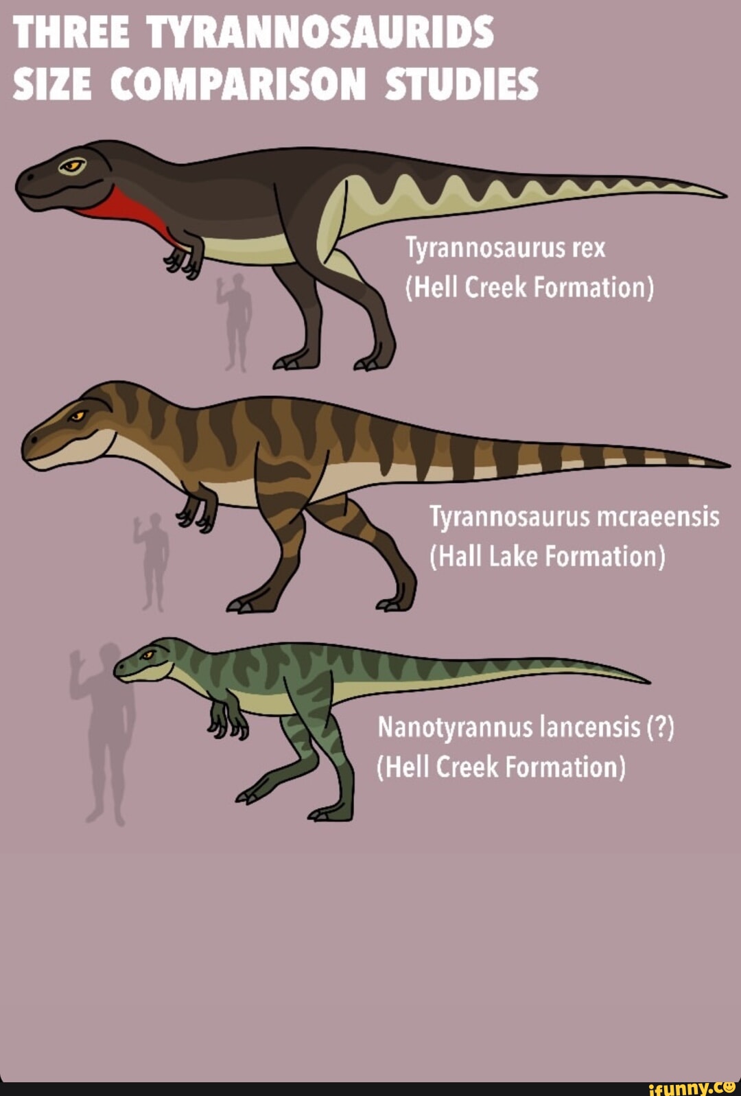 THREE TYRANNOSAURIDS SIZE COMPARISON STUDIES Tyrannosaurus rex {Hell Creek Formation ...