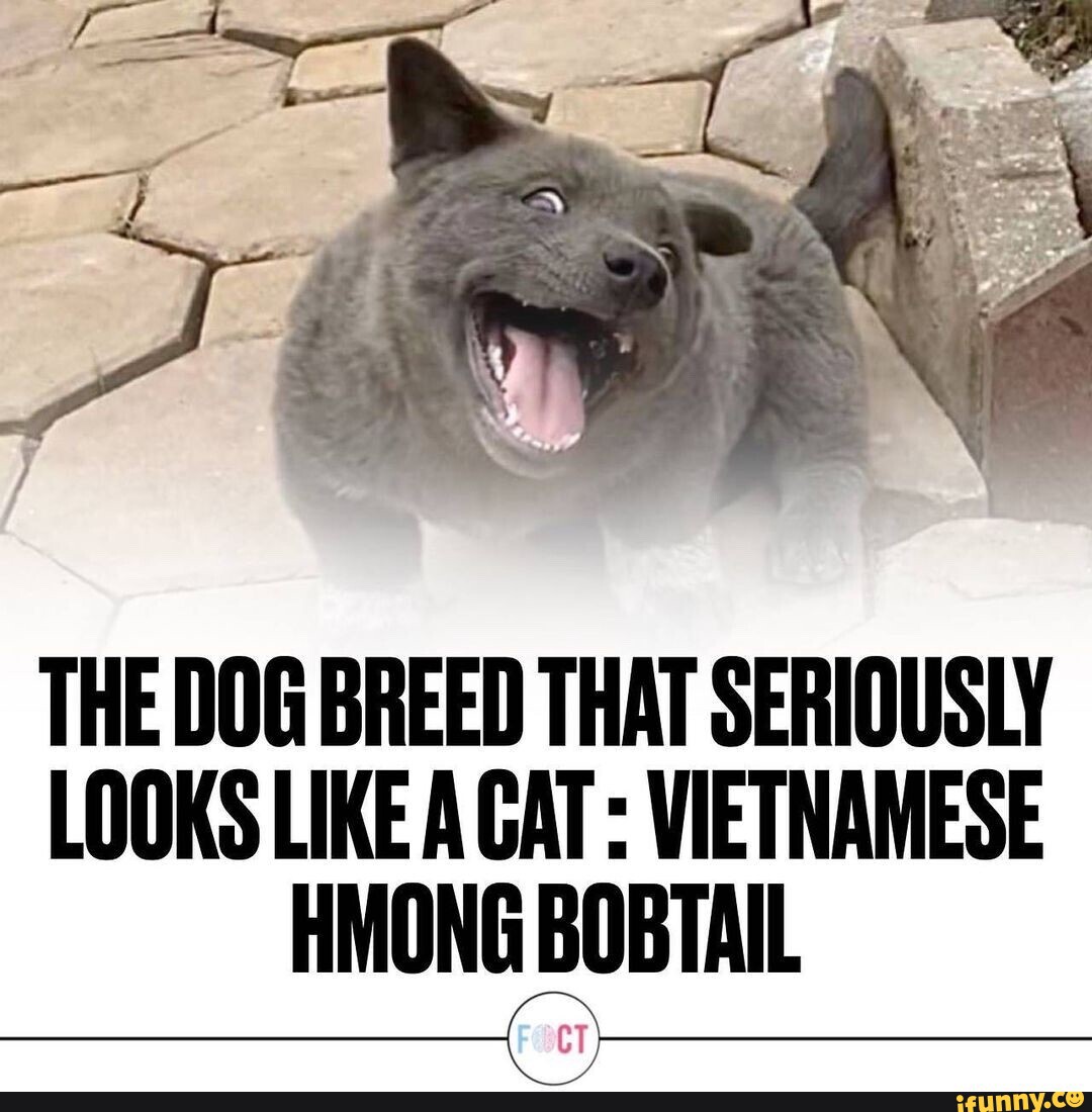 THE DOG BREED THAT SERIOUSLY LOOKS LIKE A CAT : VIETNAMESE HMONG ...