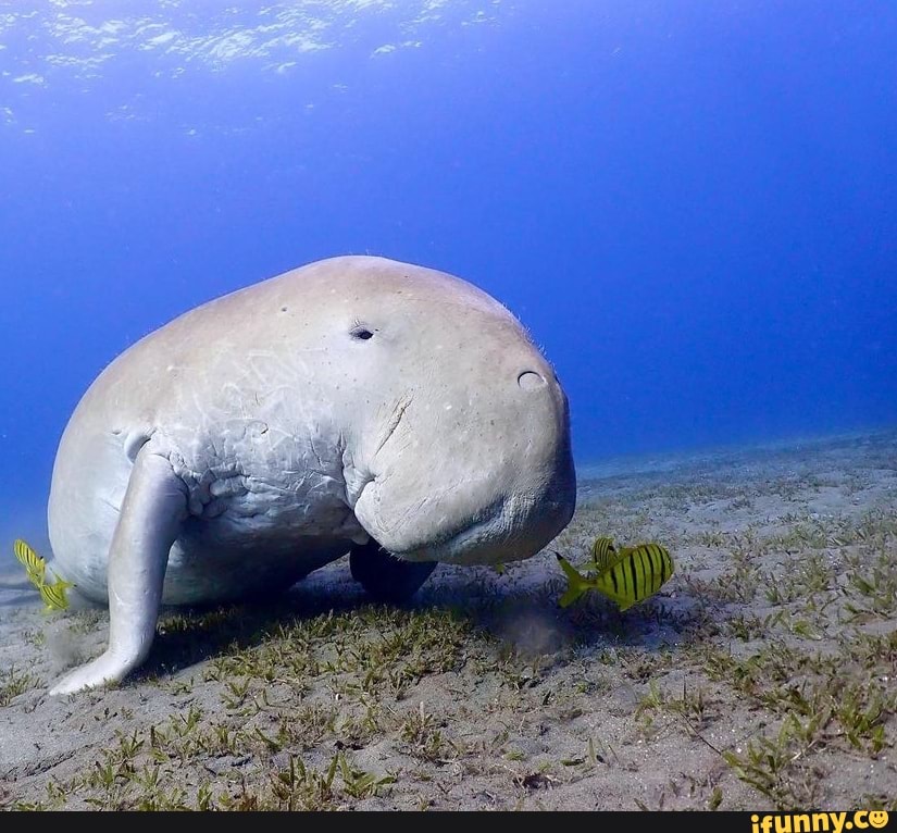 Dugong memes. Best Collection of funny Dugong pictures on iFunny