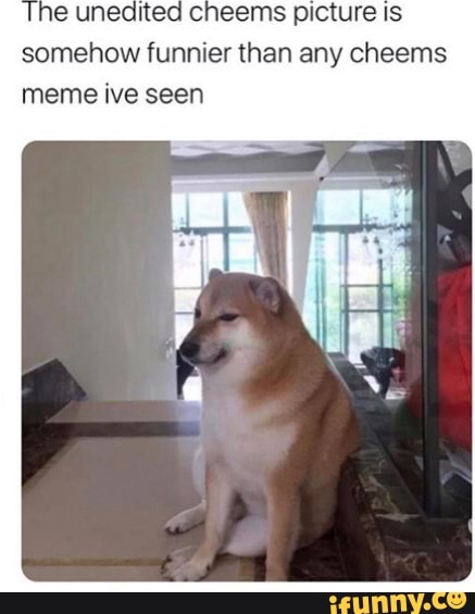 Cheems picture Is somehow funnier than any cheems meme ive seen - iFunny