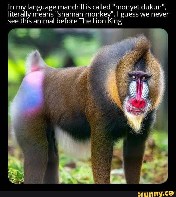 Monyet memes. Best Collection of funny Monyet pictures on iFunny