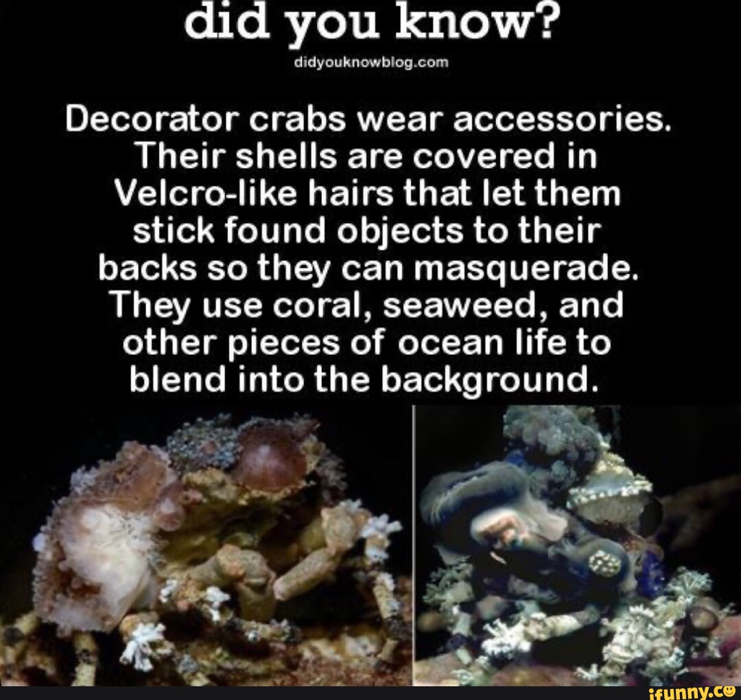 Masquerade memes. Best Collection of funny Masquerade pictures on iFunny