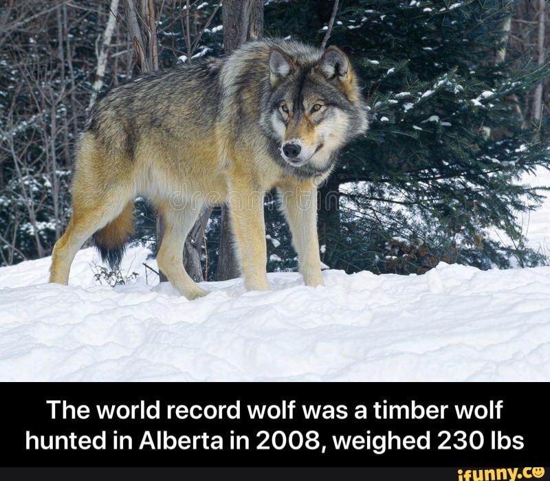 The world record wolf was a timber wolf hunted in Alberta in 2008 ...