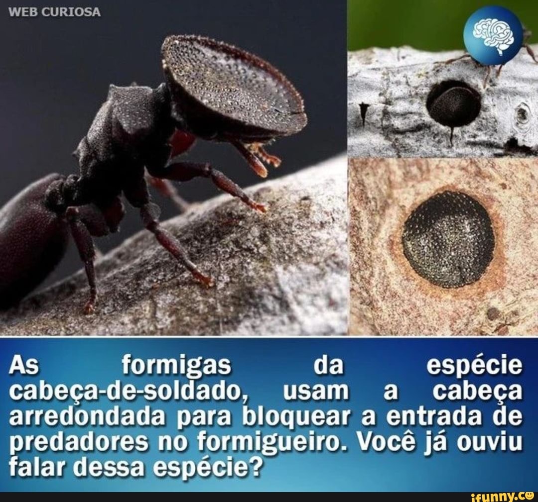 WEB CURIOSA As formigas da espécie cabeça-de-soldado, usam a cabeça ...