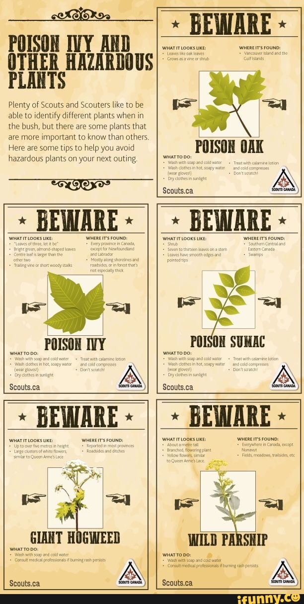 BEWARE POISON IVY AND OTHER HAZARDOUS able to identify different plants ...