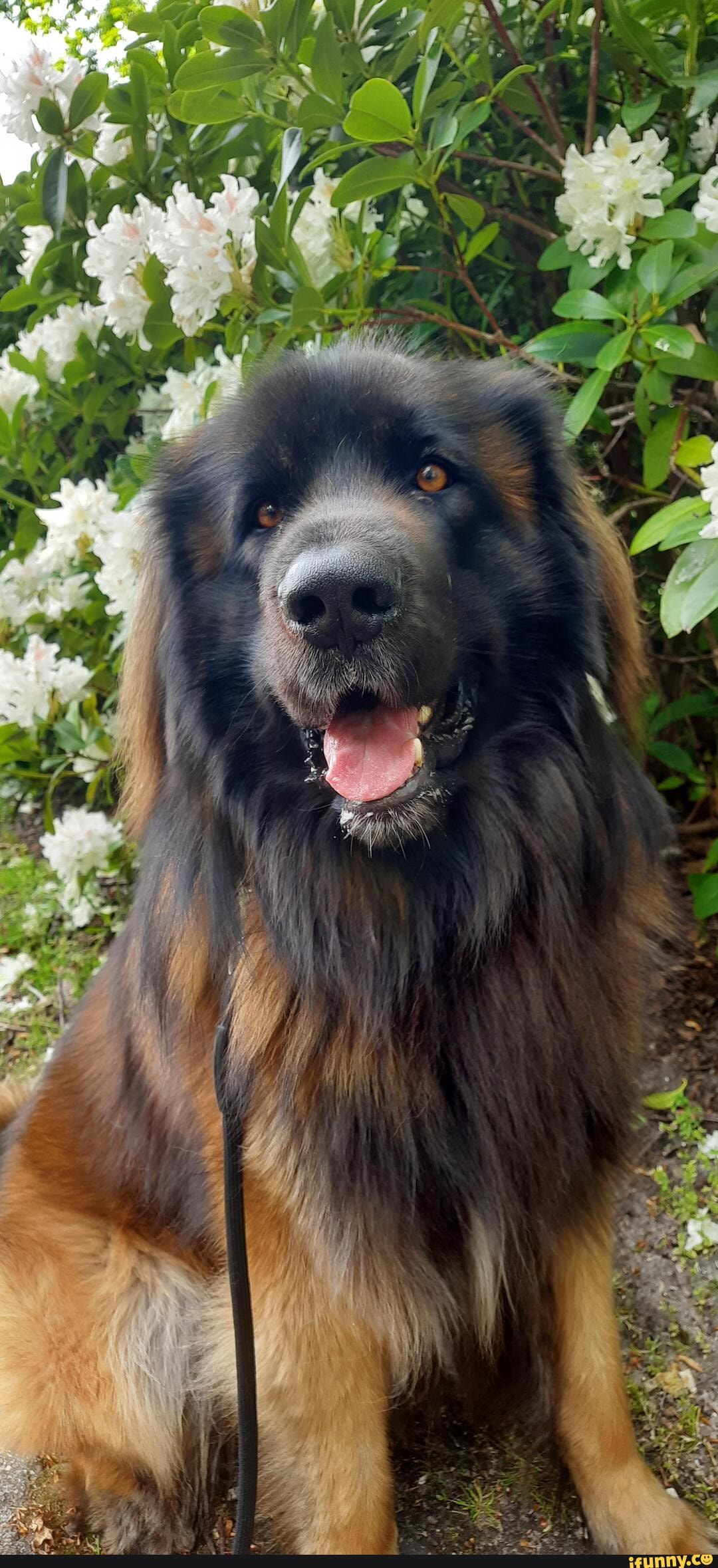 Leonberger memes. Best Collection of funny Leonberger pictures on iFunny