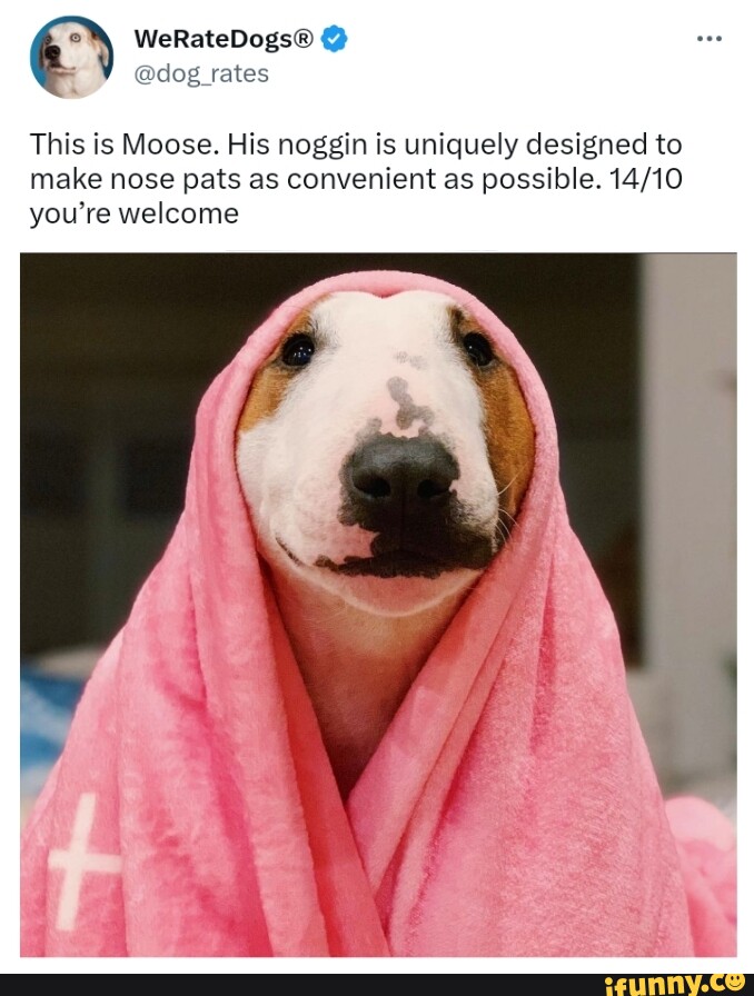 This is Moose. His noggin is uniquely designed to make nose pats as ...