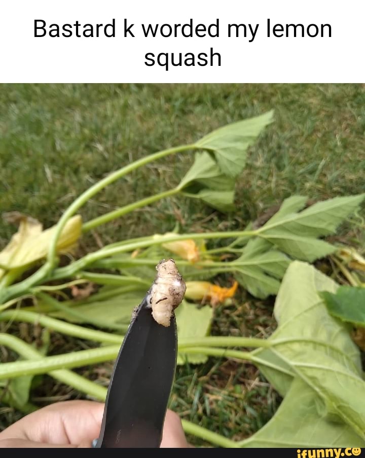 Squash memes. Best Collection of funny Squash pictures on iFunny