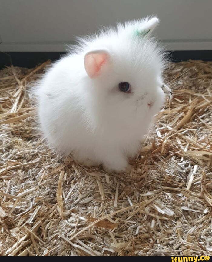 Angora_rabbit memes. Best Collection of funny Angora_rabbit pictures on ...