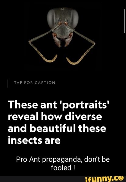 These ant 'portraits' reveal how diverse and beautiful these insects ...