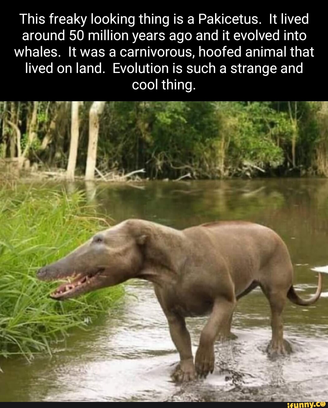 Hoofed memes. Best Collection of funny Hoofed pictures on iFunny