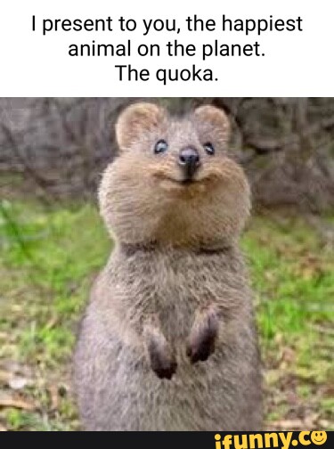Quoka memes. Best Collection of funny Quoka pictures on iFunny