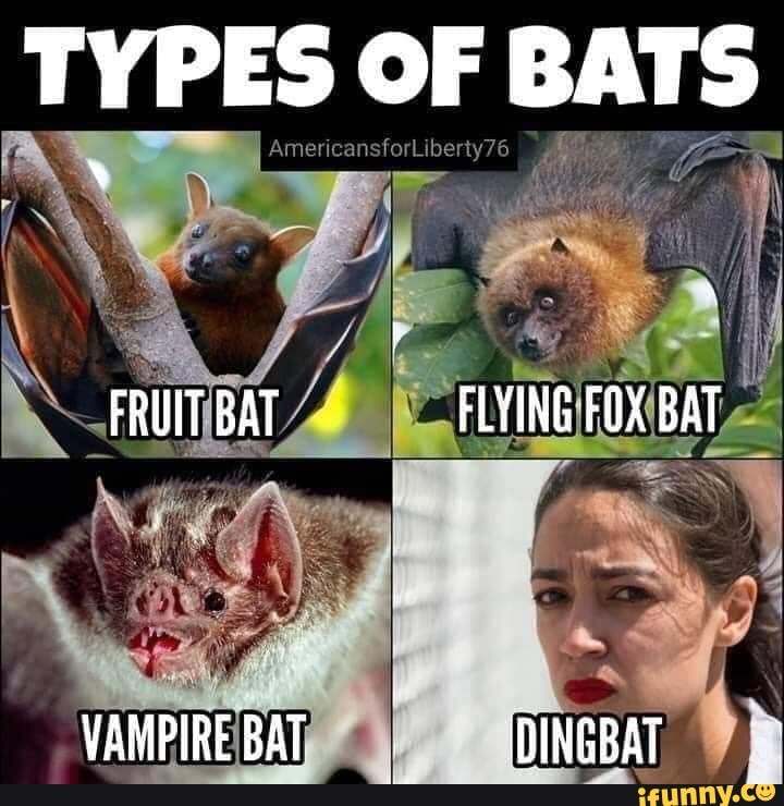 Dingbat memes. Best Collection of funny Dingbat pictures on iFunny