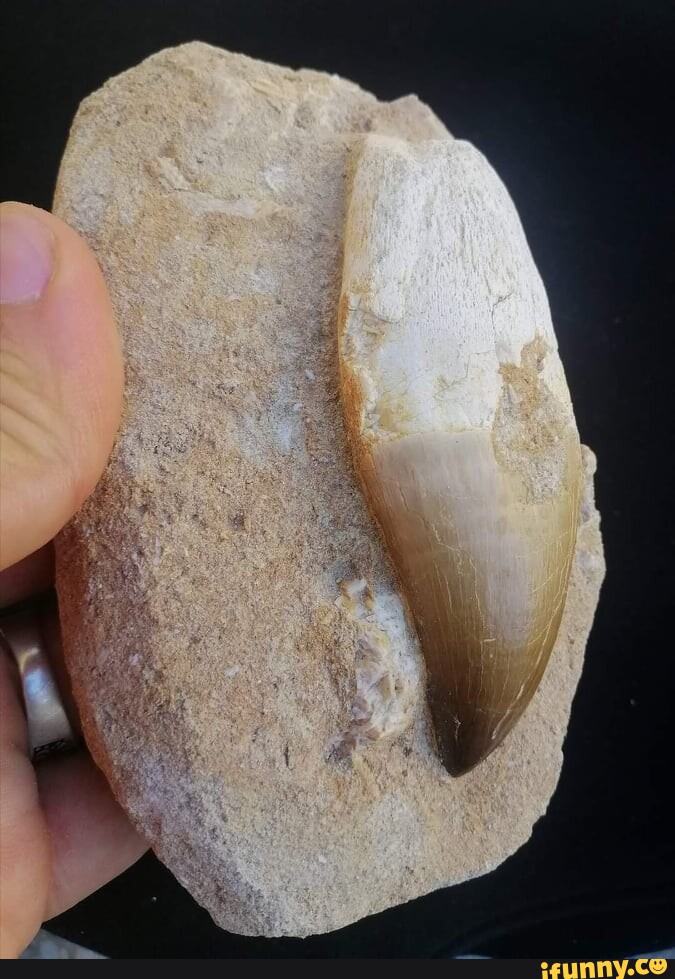 Mosasaur memes. Best Collection of funny Mosasaur pictures on iFunny