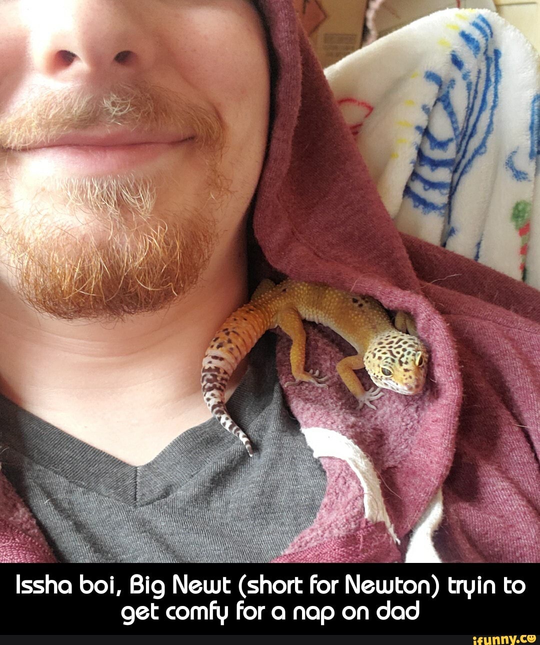 Bol, Big Newt (short for Newton) tryin to get comfy for a nap on dad ...