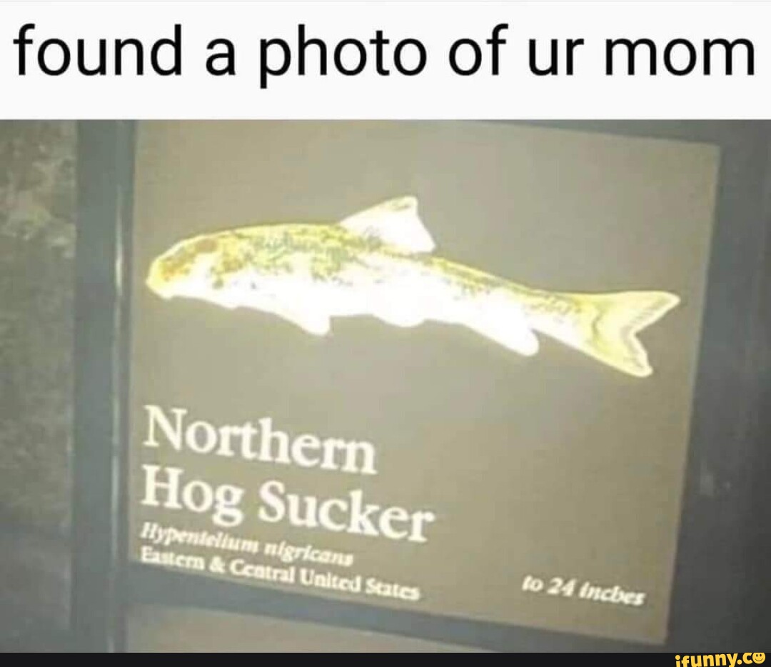 Found a photo of ur mom Northern Hog Sucker 24 inches - iFunny