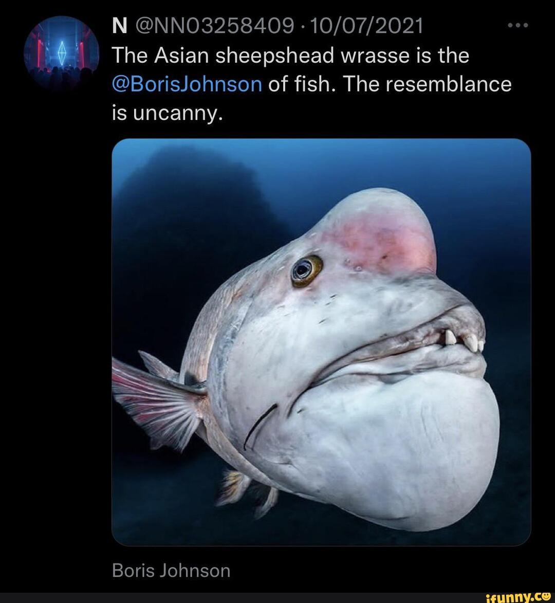 Sheepshead memes. Best Collection of funny Sheepshead pictures on iFunny