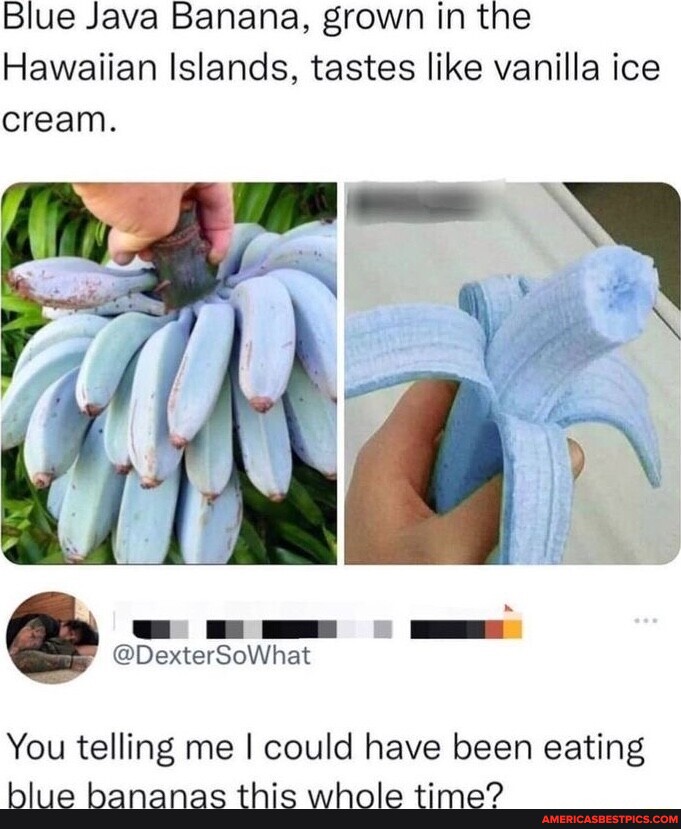 Blue Java Banana, grown in the Hawaiian Islands, tastes like vanilla ...