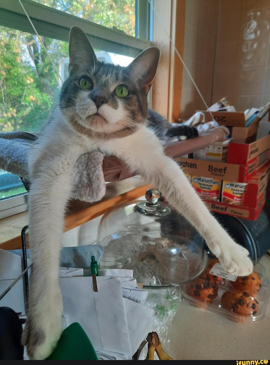 Overflows memes. Best Collection of funny Overflows pictures on iFunny