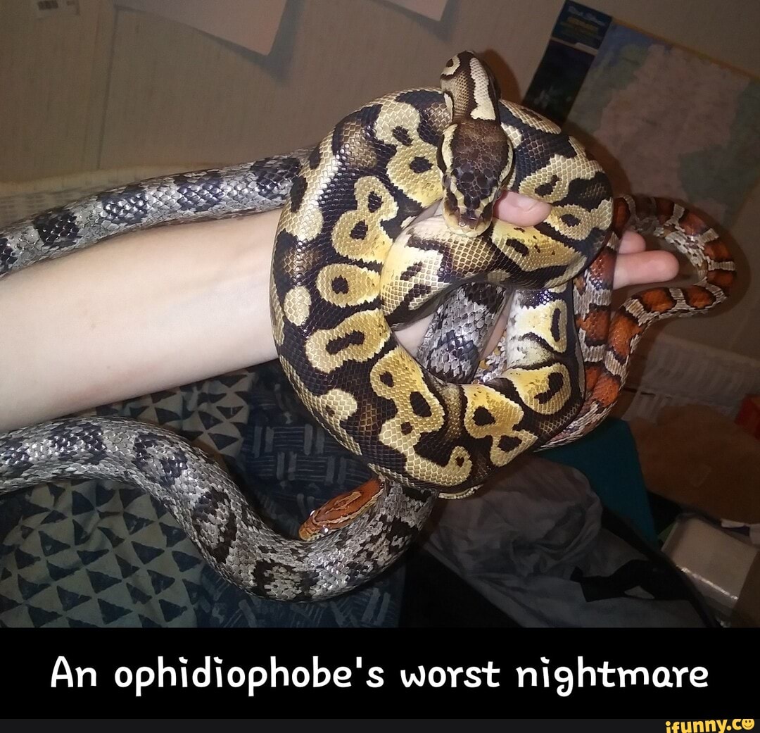 Cornsnakes memes. Best Collection of funny Cornsnakes pictures on iFunny