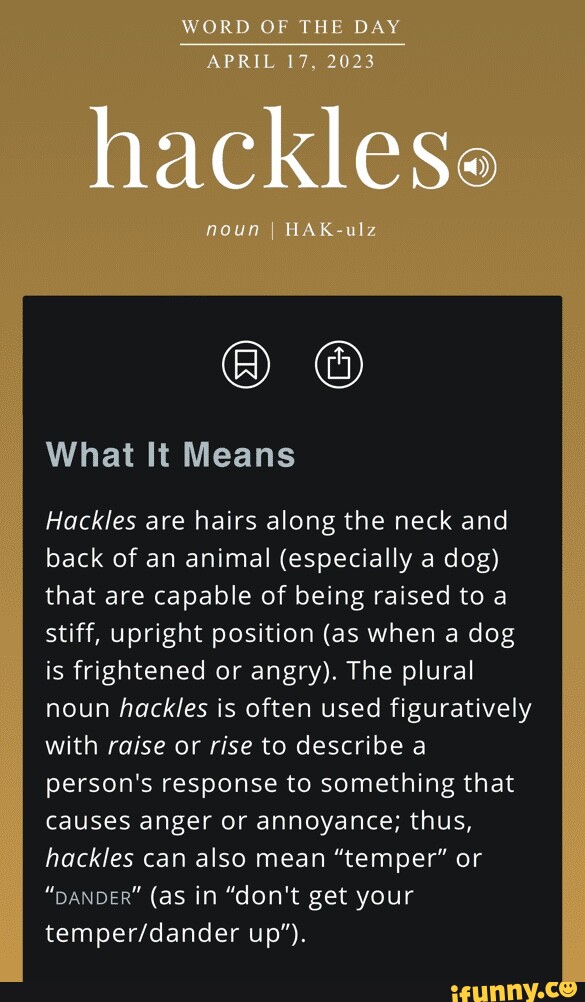 WORD OF THE DAY APRIL 17, 2023 hackles noun I HAK-ulz What It Means ...