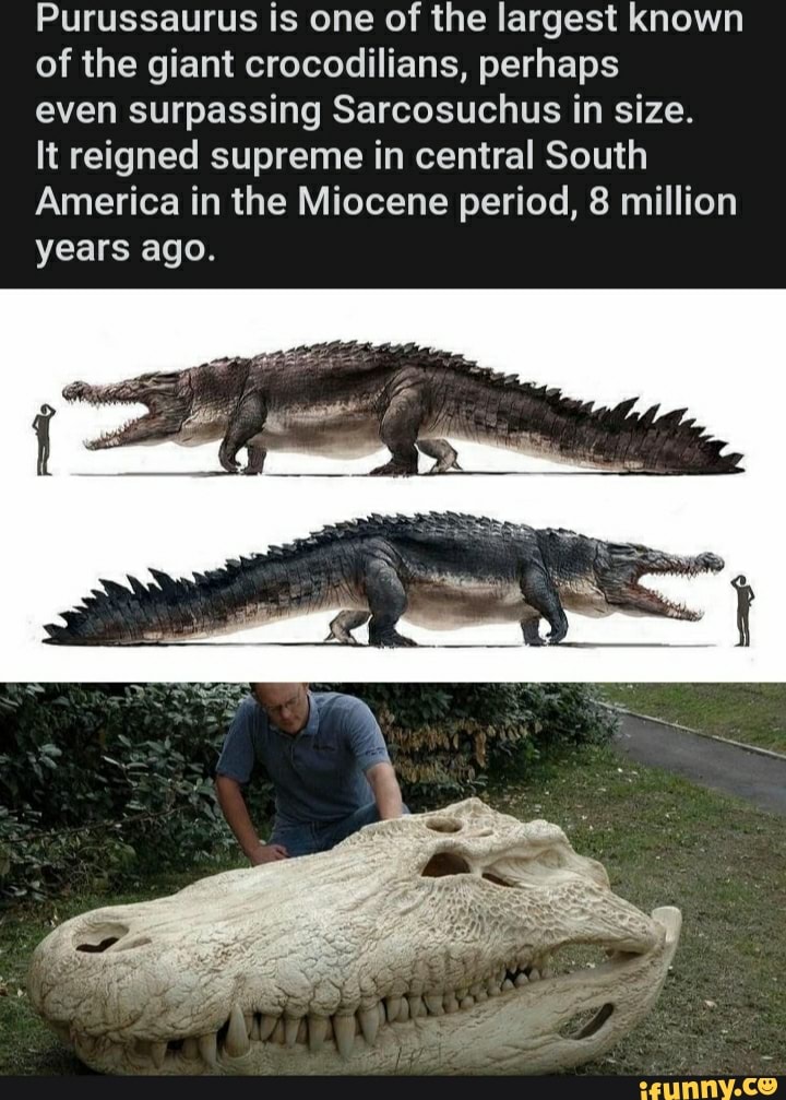 Purussaurus is one of the largest known of the giant crocodilians ...