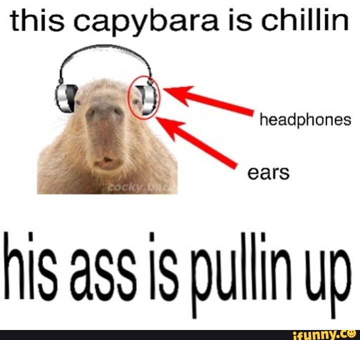 This capybara is chillin headphones ears his ass is pullin up - )