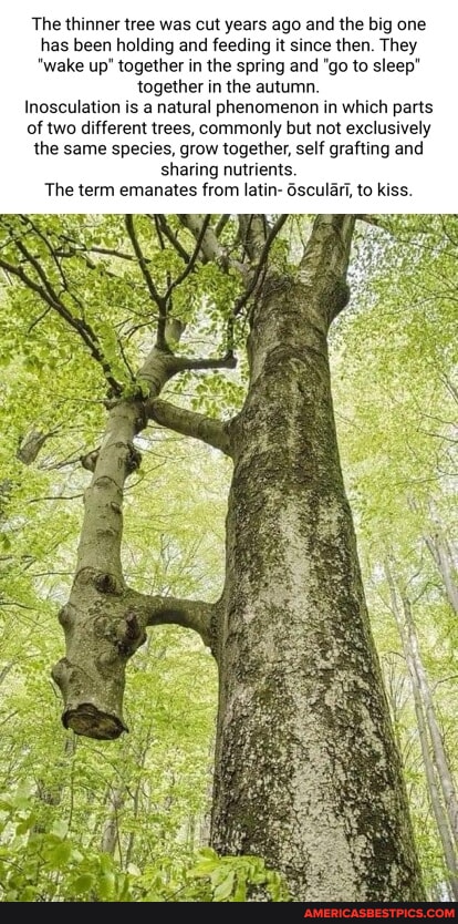 The thinner tree was cut years ago and the big one has been holding and ...