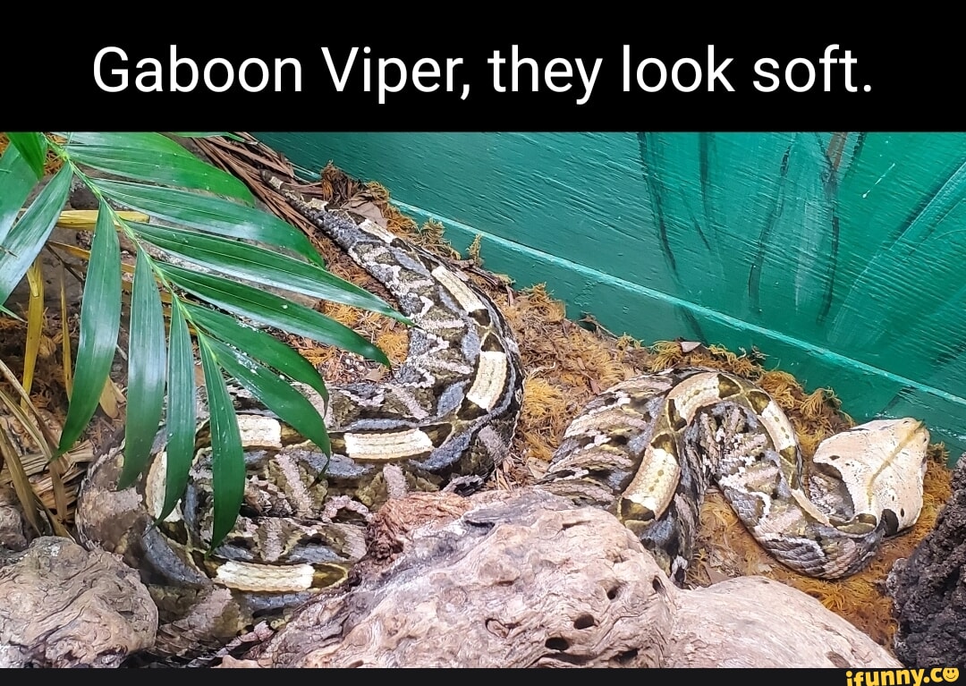 Gaboon Viper, they look soft. I I - iFunny