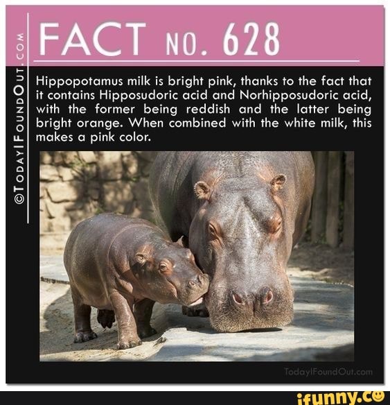 FACT no. 628 Hippopotamus milk is bright pink, thanks to the fact that ...