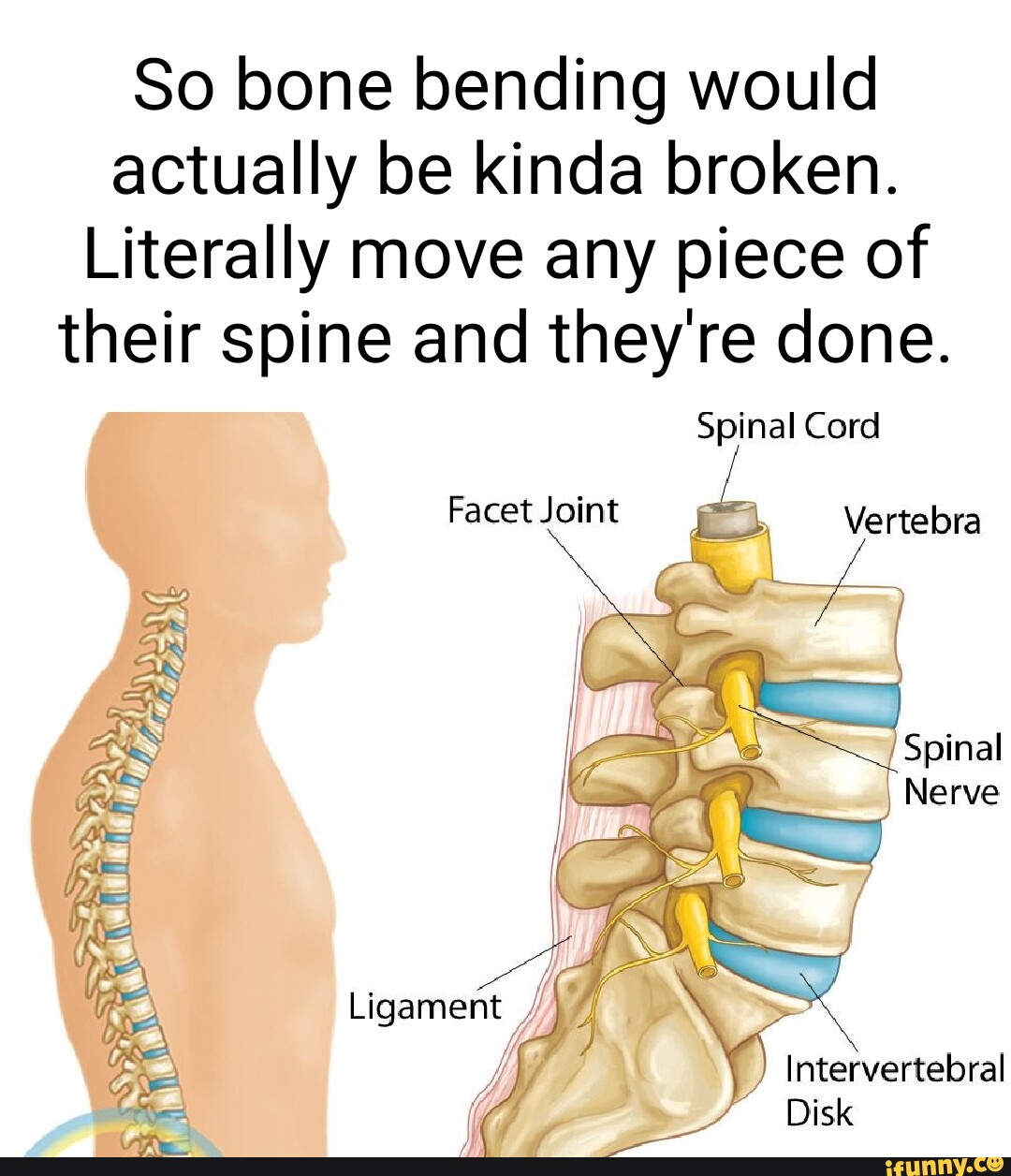 Spinal Cord Funny