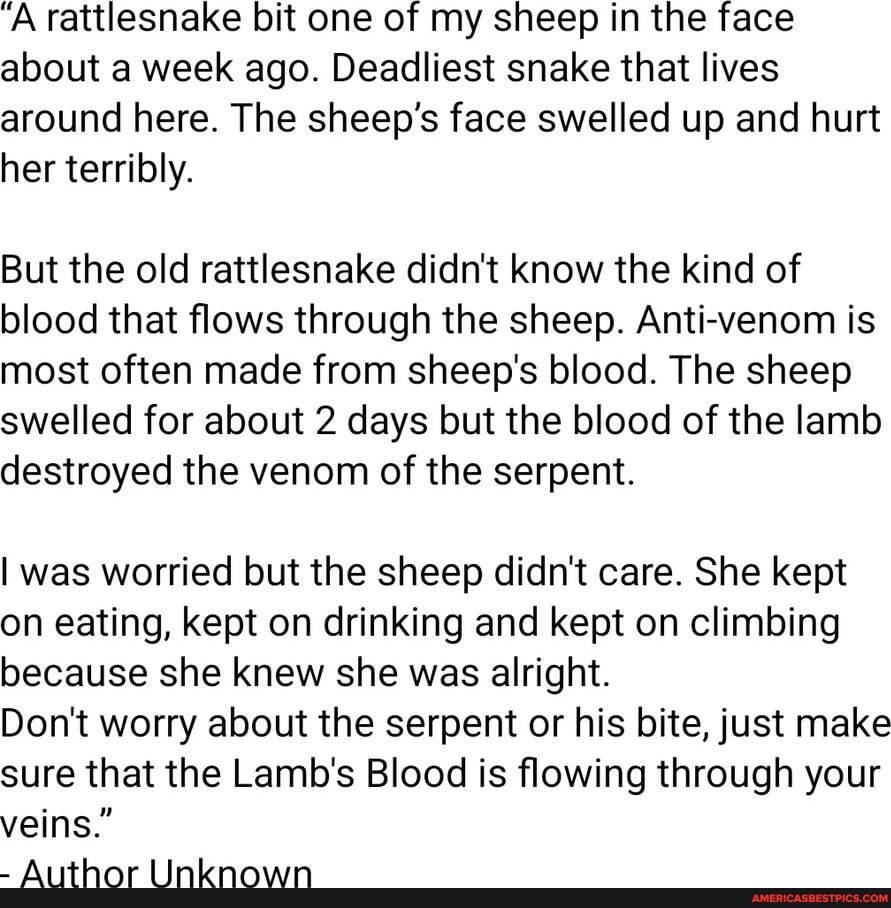 'A rattlesnake bit one of my sheep in the face about a week ago ...