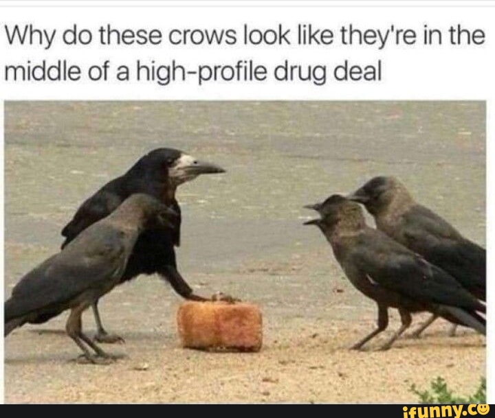Crows memes. Best Collection of funny Crows pictures on iFunny
