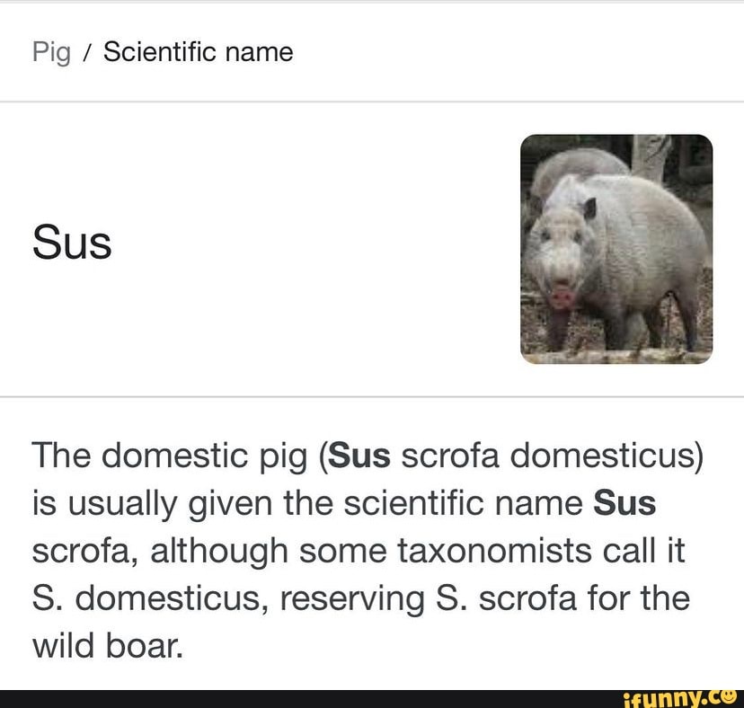 Pig / Scientific name Sus The domestic pig Gus scrofa domesticus) is ...