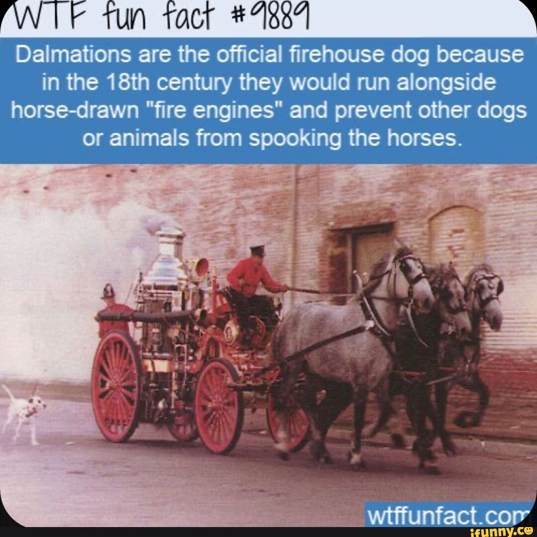 WI tun tact *7887] Dalmations are the official firehouse dog because in ...