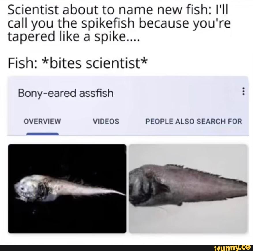 Spikefish memes. Best Collection of funny Spikefish pictures on iFunny