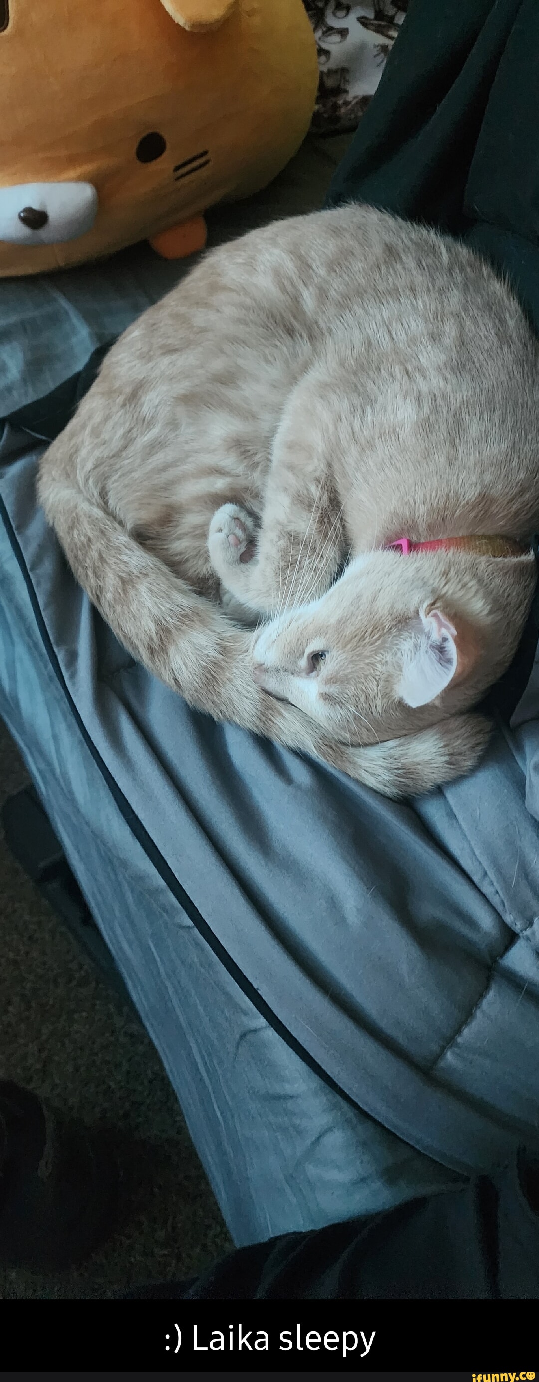 Laika memes. Best Collection of funny Laika pictures on iFunny
