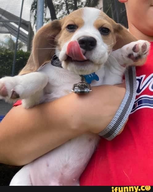 Roofus memes. Best Collection of funny Roofus pictures on iFunny