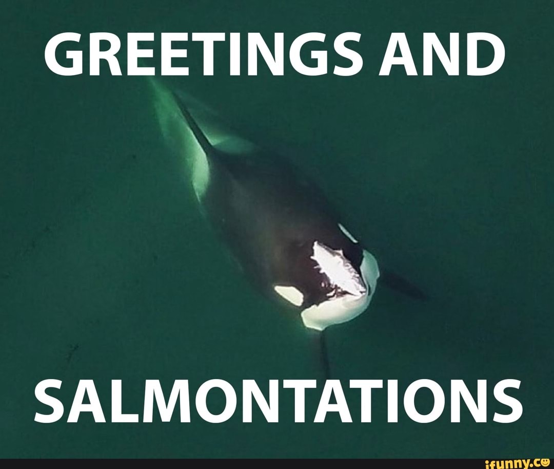 Memes Salmon
