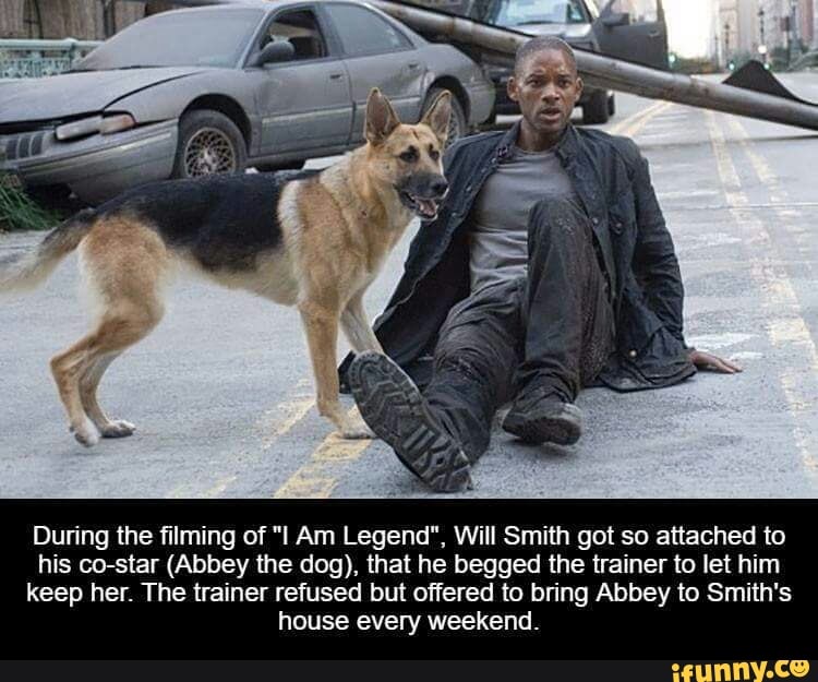 During the ﬁlming of "I Am Legend", Will Smith got so attached to his ...