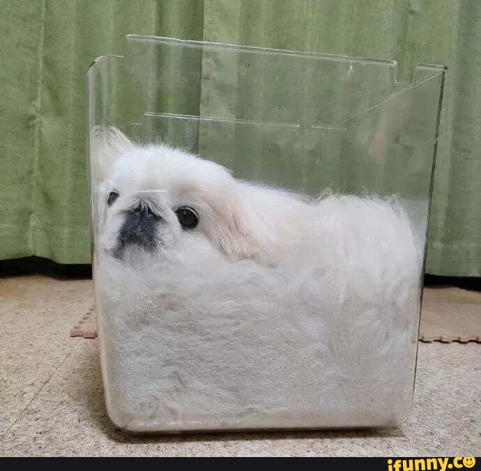 Pekingese memes. Best Collection of funny Pekingese pictures on iFunny