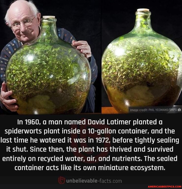 In 1960, man named David Latimer planted a spiderworts plant inside 10 ...
