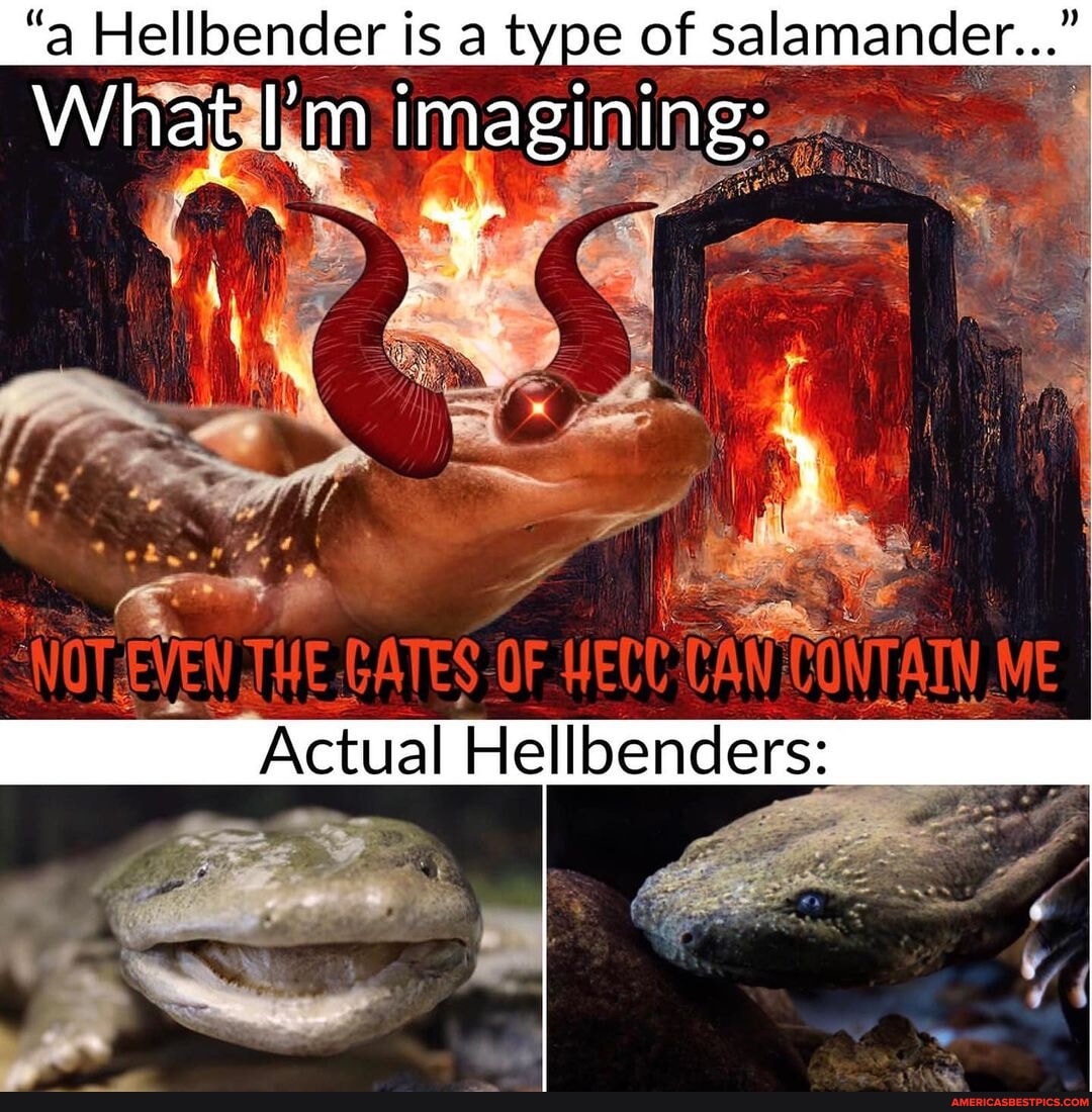 🦎 Meme by Dakota Baldwin - "a Hellbender is a type of salamander ...