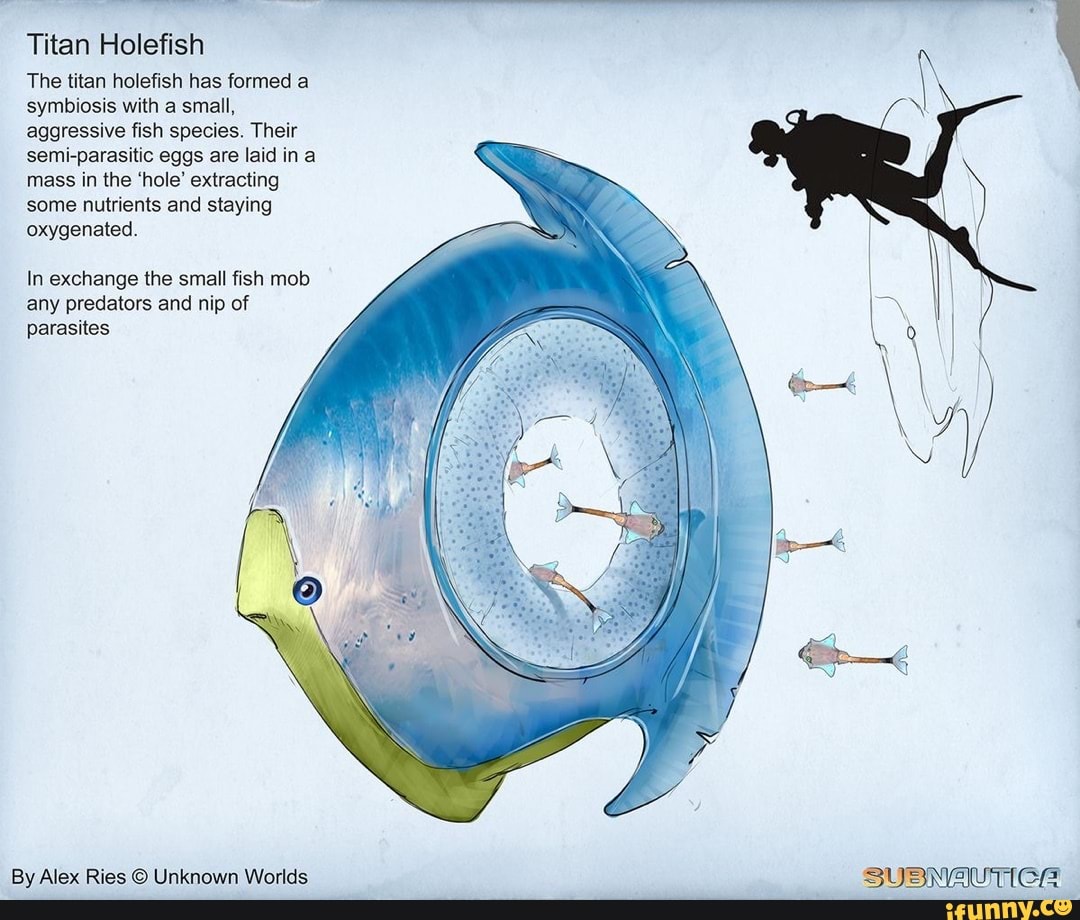 Titan Holefish The titan holefish has formed a symbiosis with a small ...