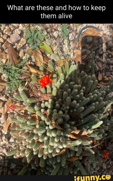 What are these and how to keep them alive - iFunny