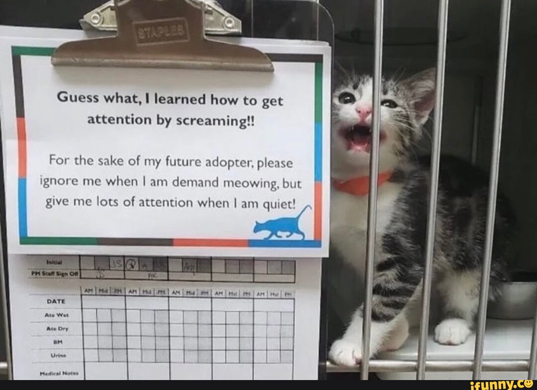 Adopter memes. Best Collection of funny Adopter pictures on iFunny