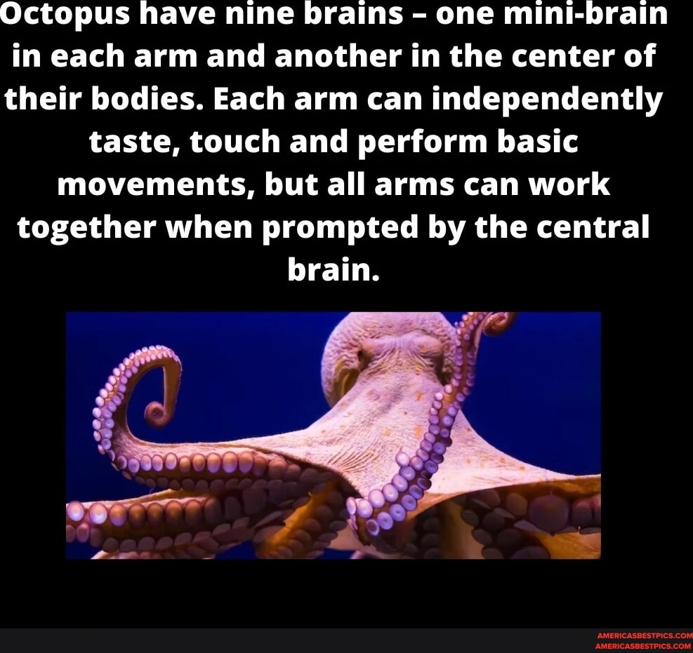 Octopus have nine brains - one mini-brain in each arm and another in ...