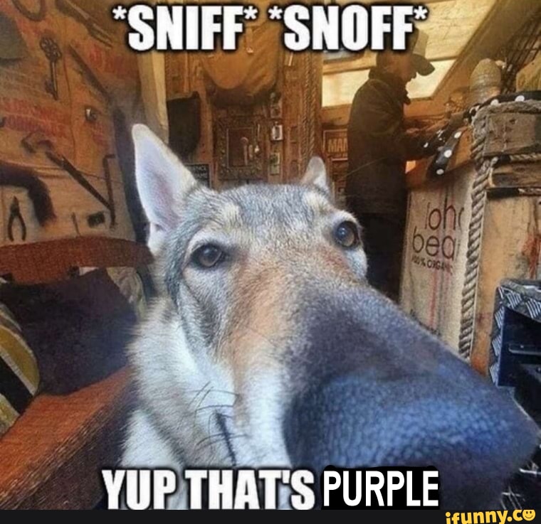 Snoff memes. Best Collection of funny Snoff pictures on iFunny